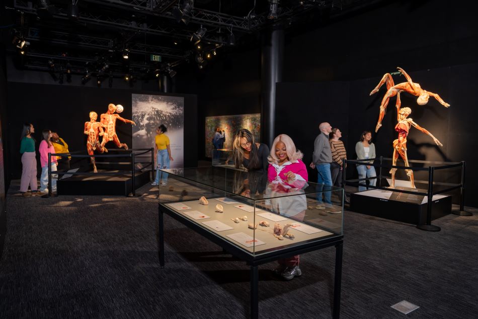 BODY WORLDS: Vital | The Franklin Institute